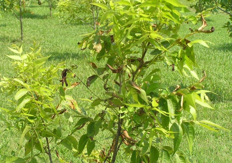Pecan | Diseases and Pests, Description, Uses, Propagation
