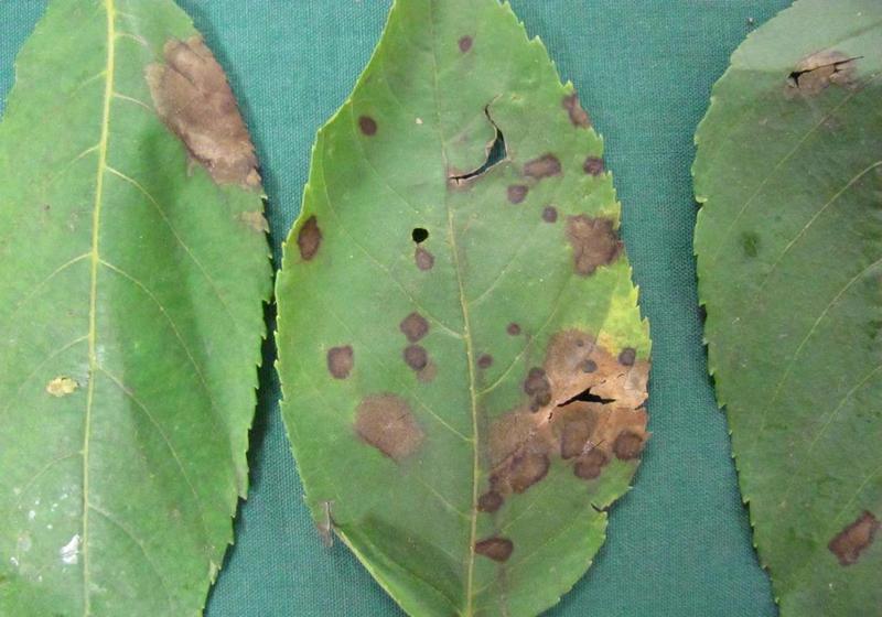 Walnut | Diseases and Pests, Description, Uses, Propagation