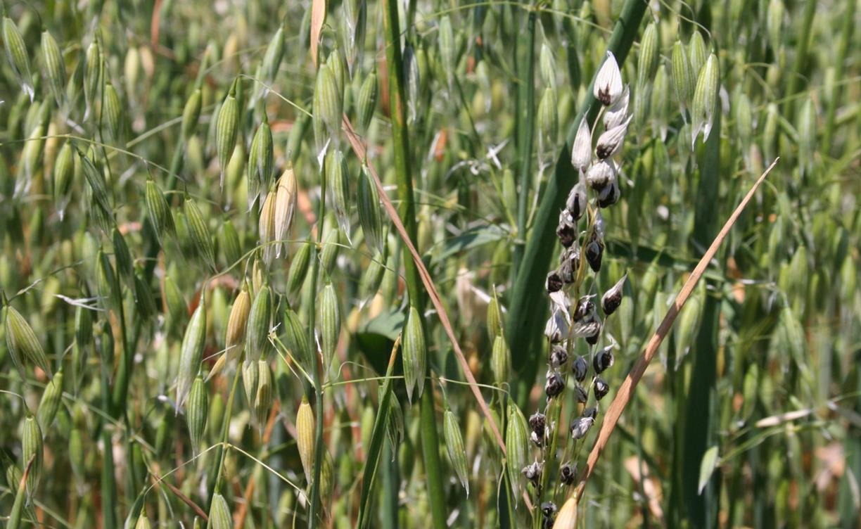 Oats | Diseases and Pests, Description, Uses, Propagation