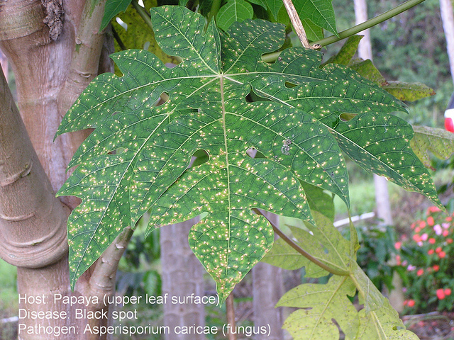 Papaya (pawpaw) | Diseases and Pests, Description, Uses, Propagation