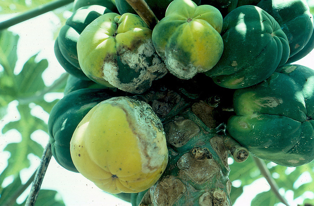 Papaya (pawpaw) | Diseases and Pests, Description, Uses, Propagation