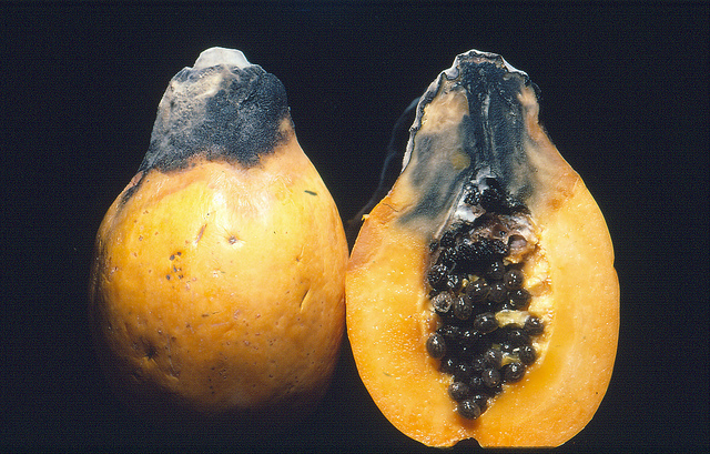 Papaya (pawpaw) | Diseases and Pests, Description, Uses, Propagation