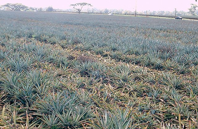 Pineapple | Diseases and Pests, Description, Uses, Propagation