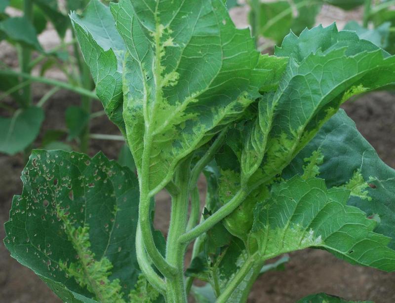 Sunflower | Diseases and Pests, Description, Uses, Propagation