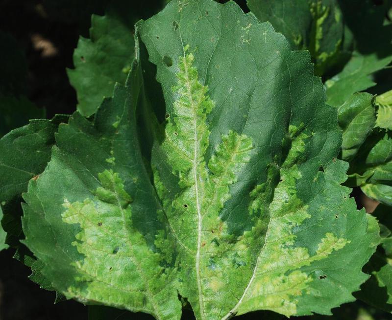 Sunflower | Diseases and Pests, Description, Uses, Propagation