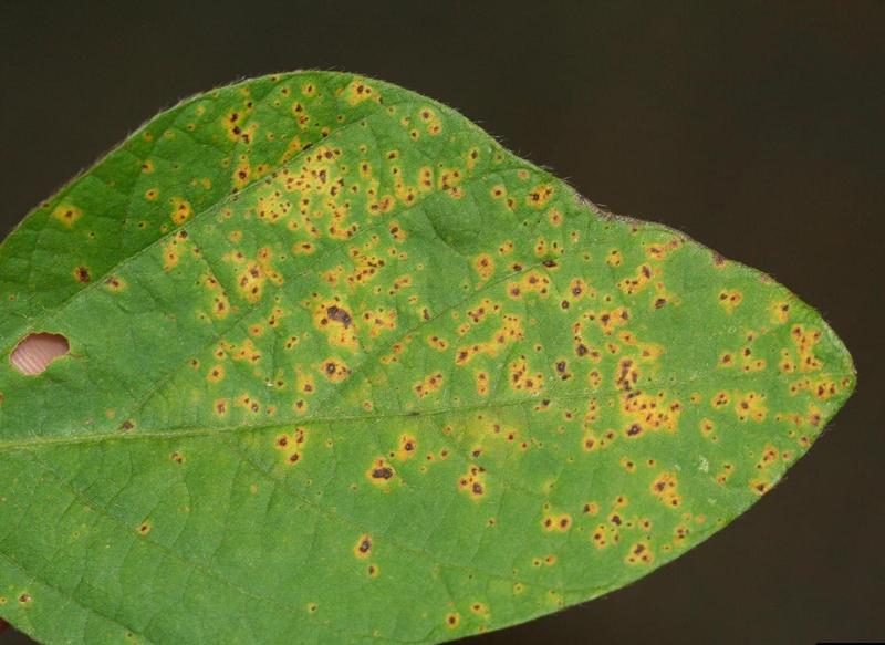 Soybean | Diseases and Pests, Description, Uses, Propagation