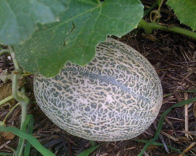 Cantaloupe | Diseases and Pests, Description, Uses, Propagation