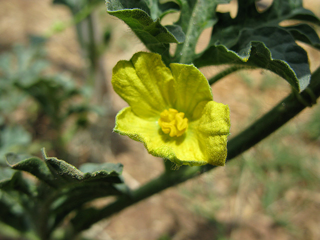 Watermelon | Diseases and Pests, Description, Uses, Propagation