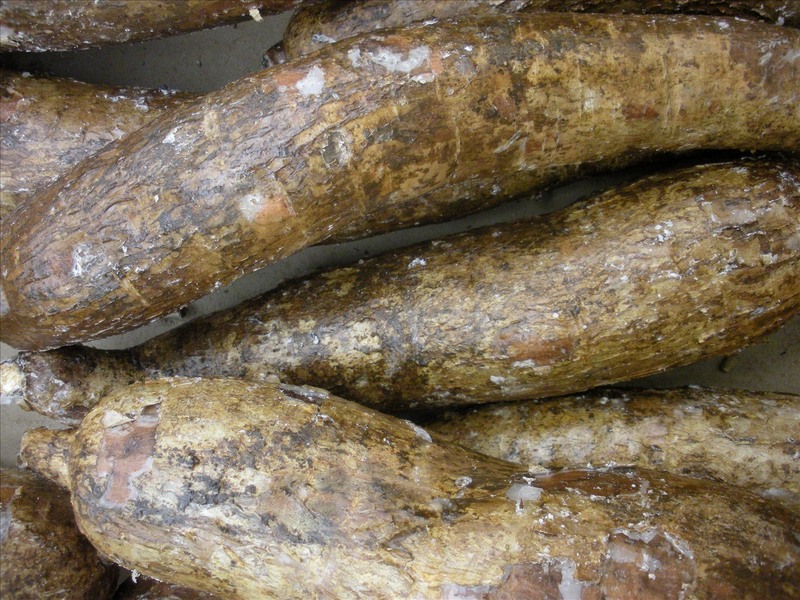 Manioc | Diseases and Pests, Description, Uses, Propagation