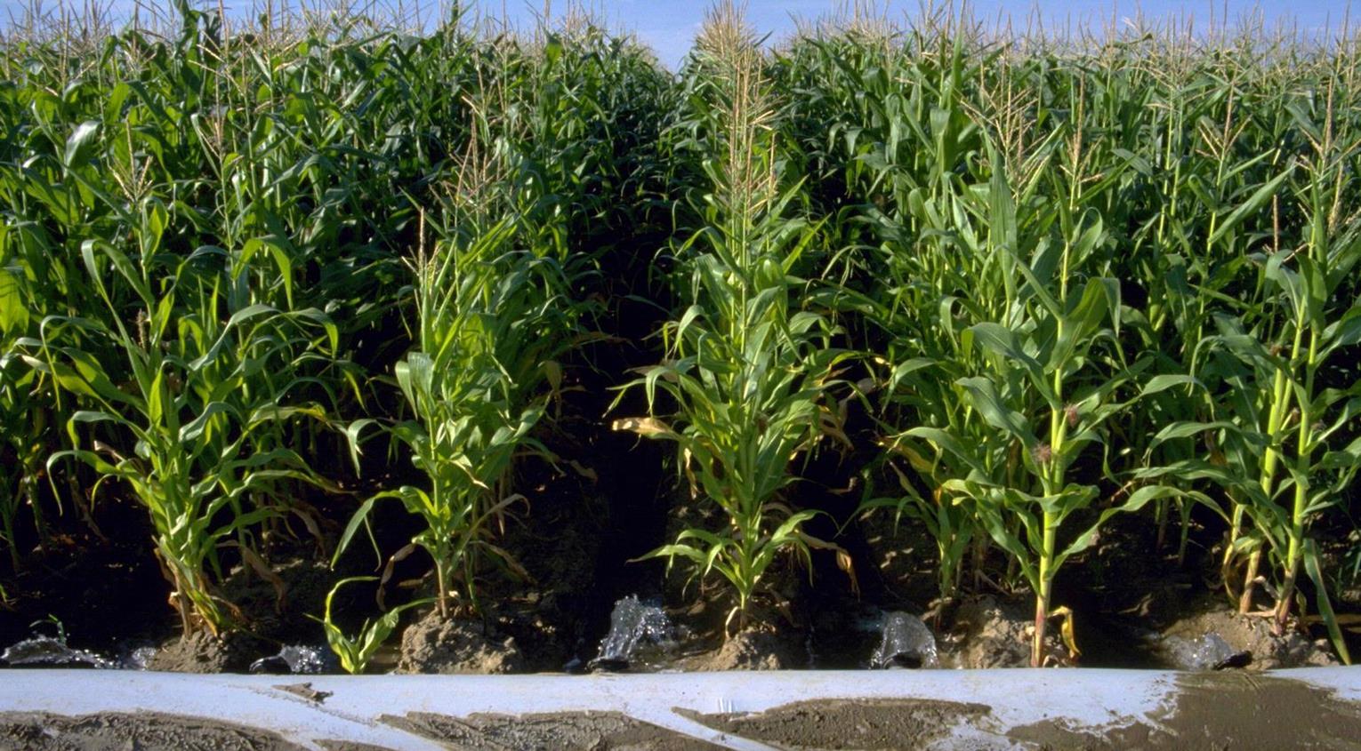 Maize (corn) | Diseases and Pests, Description, Uses, Propagation