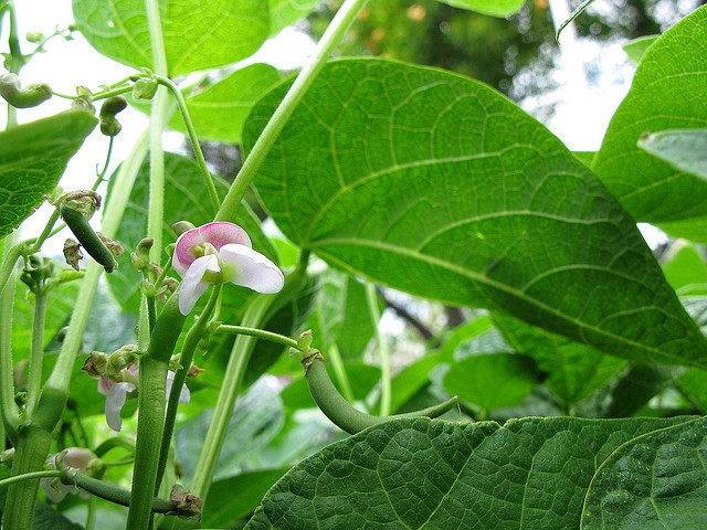 Bean | Diseases and Pests, Description, Uses, Propagation