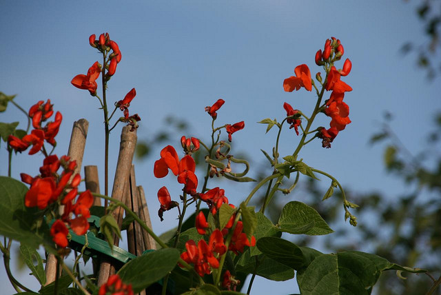 Bean | Diseases and Pests, Description, Uses, Propagation