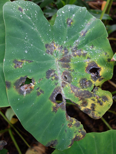 Taro | Diseases and Pests, Description, Uses, Propagation