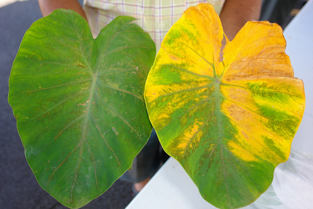 Taro | Diseases and Pests, Description, Uses, Propagation