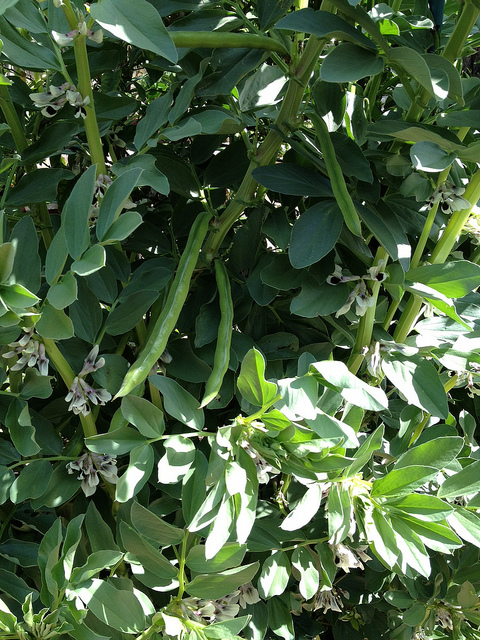 Broad bean, dry | Diseases and Pests, Description, Uses, Propagation