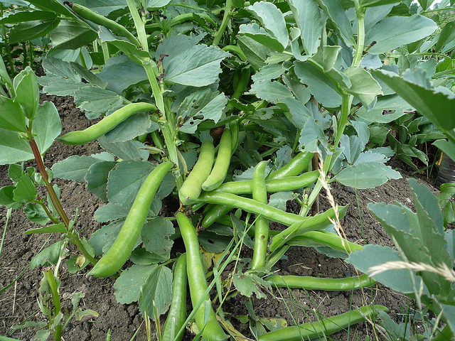 Broad bean, dry | Diseases and Pests, Description, Uses, Propagation