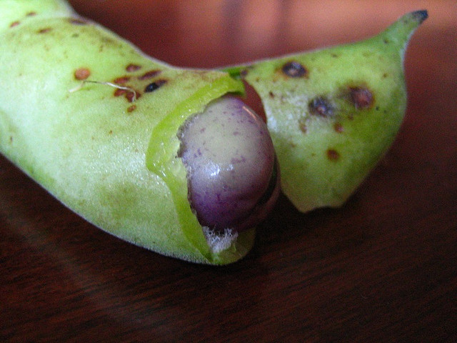Broad bean, dry | Diseases and Pests, Description, Uses, Propagation