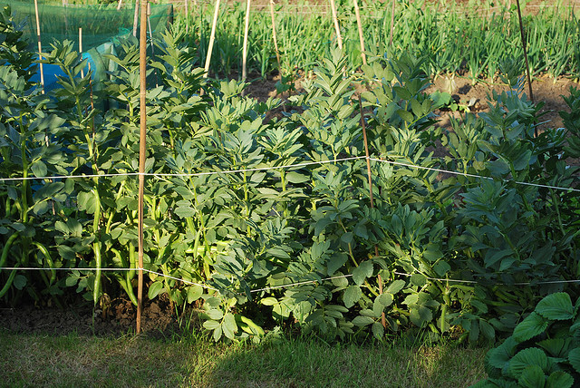 Broad bean, dry | Diseases and Pests, Description, Uses, Propagation