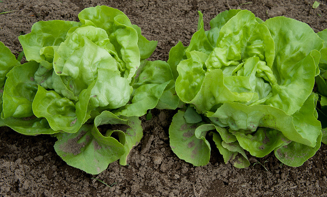 Lettuce | Diseases and Pests, Description, Uses, Propagation