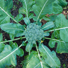 Broccoli | Diseases and Pests, Description, Uses, Propagation