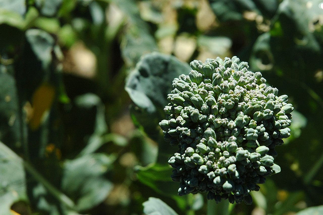 Broccoli | Diseases and Pests, Description, Uses, Propagation