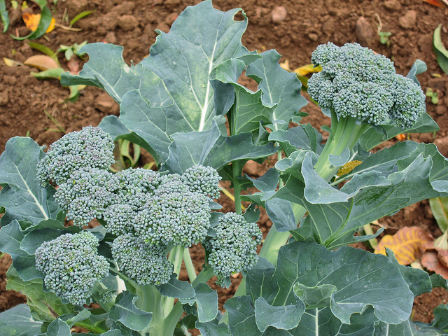 Broccoli | Diseases and Pests, Description, Uses, Propagation