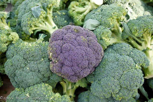 Broccoli | Diseases and Pests, Description, Uses, Propagation