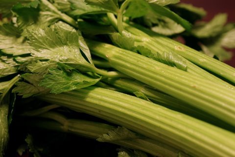 Celery | Diseases and Pests, Description, Uses, Propagation