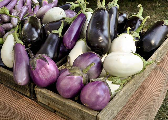 Eggplant | Diseases and Pests, Description, Uses, Propagation