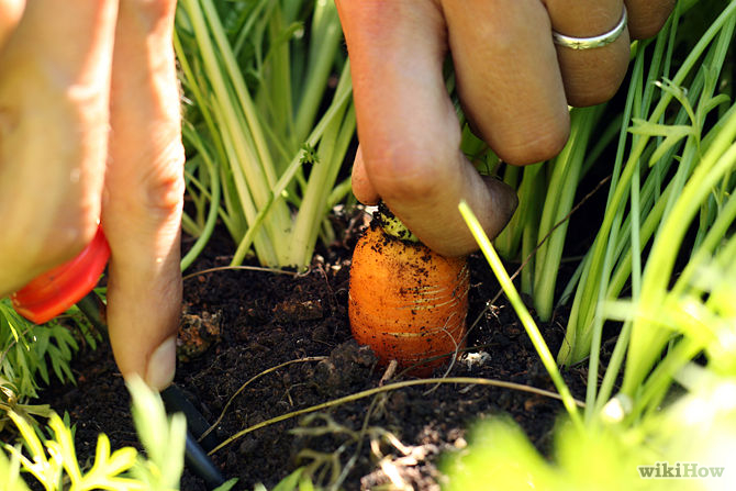 Carrot | Diseases and Pests, Description, Uses, Propagation