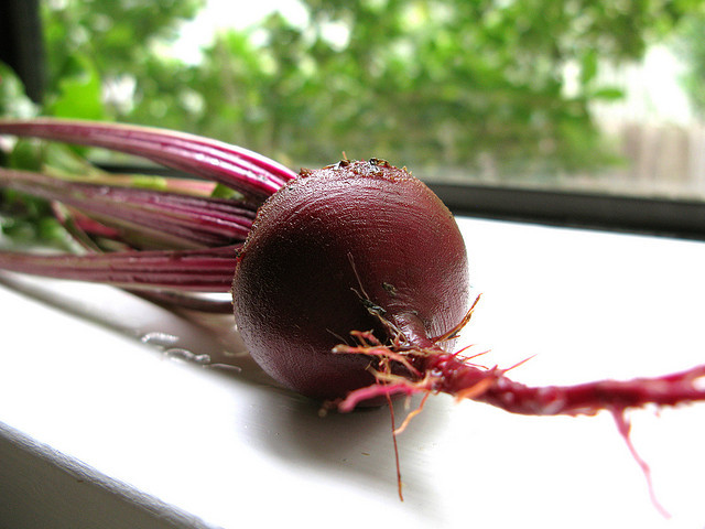 Beet | Diseases and Pests, Description, Uses, Propagation
