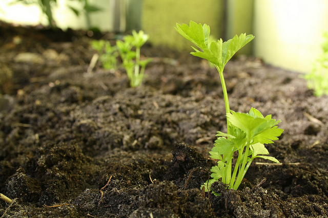 Celery | Diseases and Pests, Description, Uses, Propagation