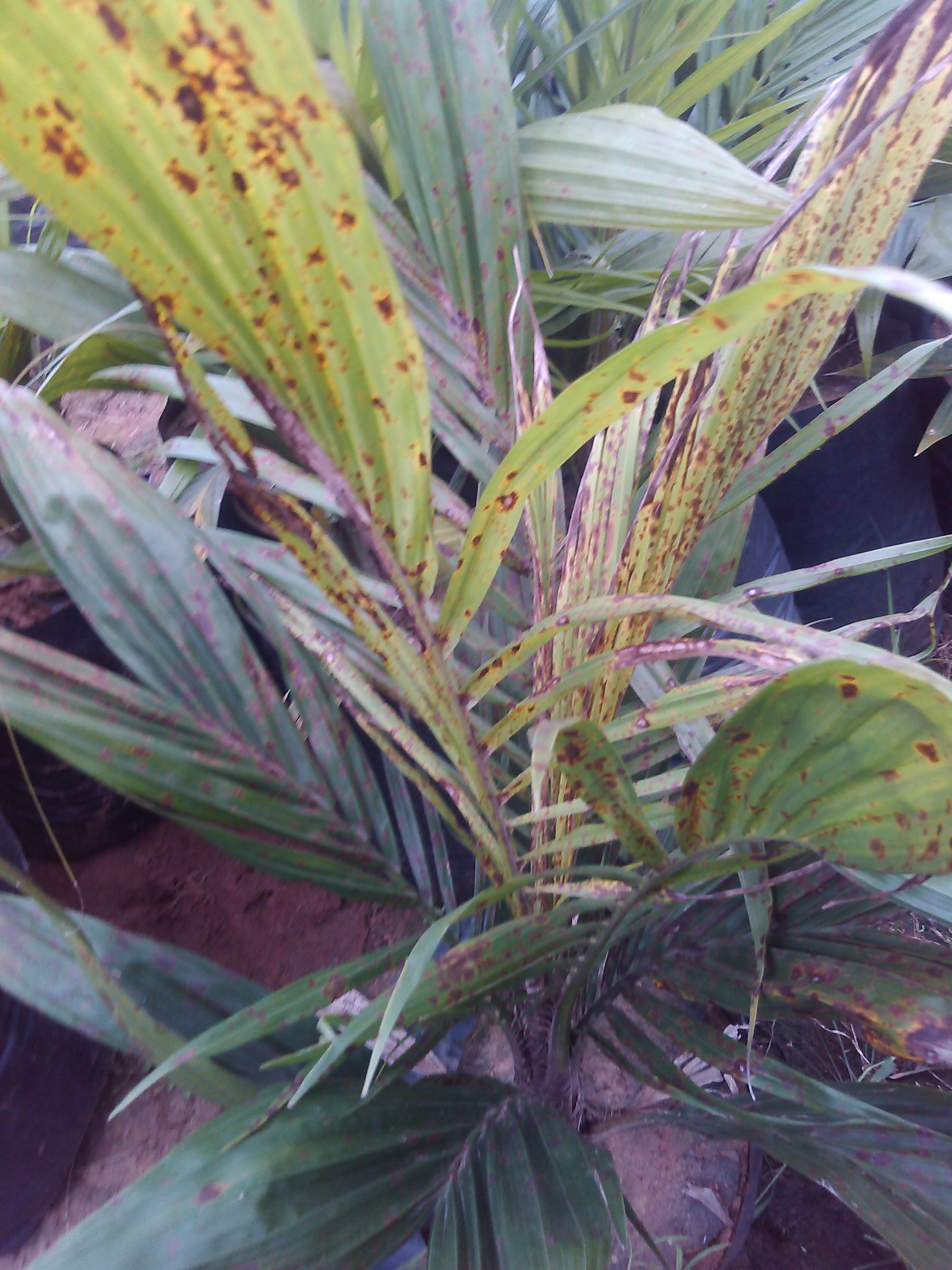Oil palm | Leaf spot in secondary Oil palm nursery