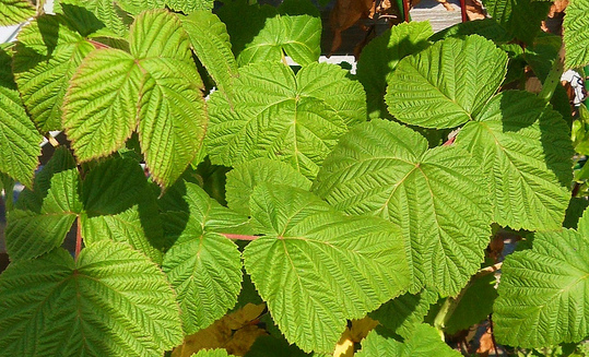 Raspberry | Diseases and Pests, Description, Uses, Propagation