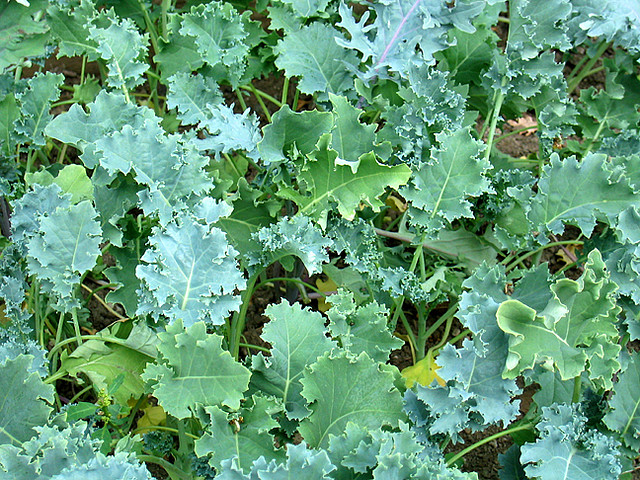Kale | Diseases and Pests, Description, Uses, Propagation