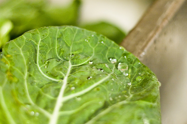 Collard greens | Diseases and Pests, Description, Uses, Propagation