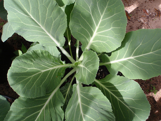 Collard greens | Diseases and Pests, Description, Uses, Propagation