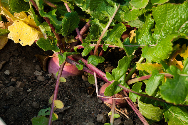 Turnip | Diseases and Pests, Description, Uses, Propagation