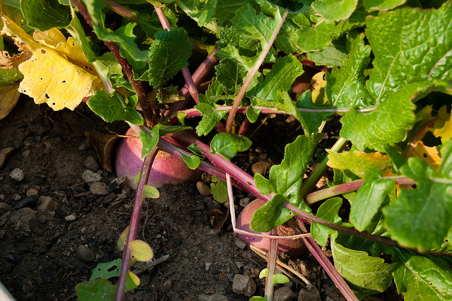 Turnip | Diseases and Pests, Description, Uses, Propagation