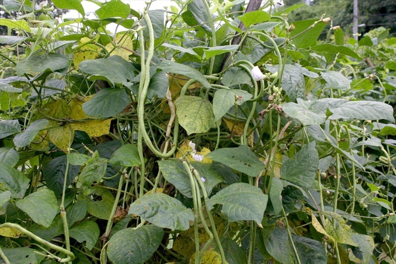 Cowpea | Diseases and Pests, Description, Uses, Propagation