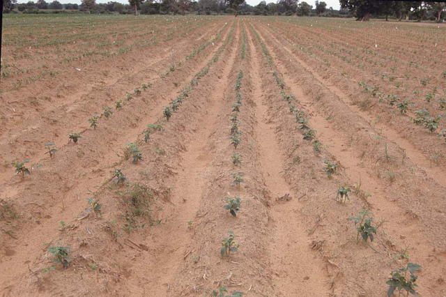 Cowpea | Diseases and Pests, Description, Uses, Propagation