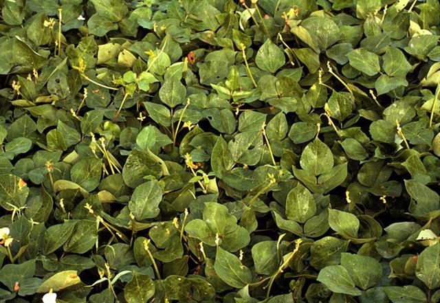 Cowpea | Diseases and Pests, Description, Uses, Propagation