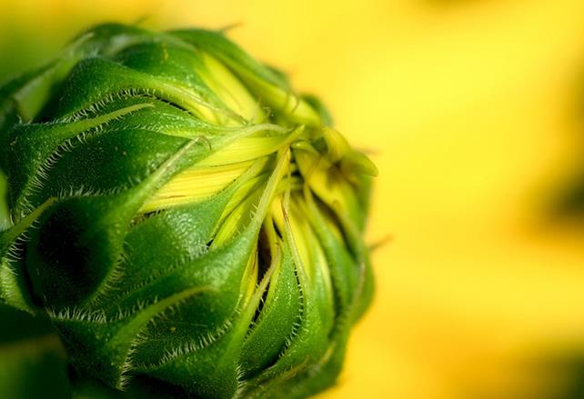 Sunflower | Diseases and Pests, Description, Uses, Propagation