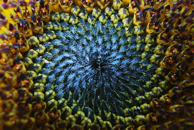 Sunflower | Diseases and Pests, Description, Uses, Propagation