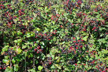 Blackberry | Diseases and Pests, Description, Uses, Propagation