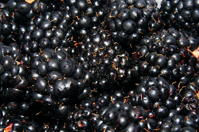 Blackberry | Diseases and Pests, Description, Uses, Propagation