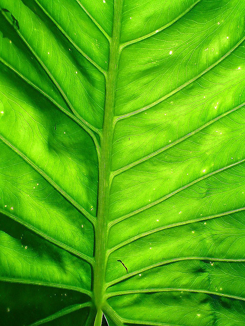 Cocoyam | Diseases and Pests, Description, Uses, Propagation