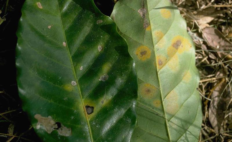 Coffee | Diseases and Pests, Description, Uses, Propagation
