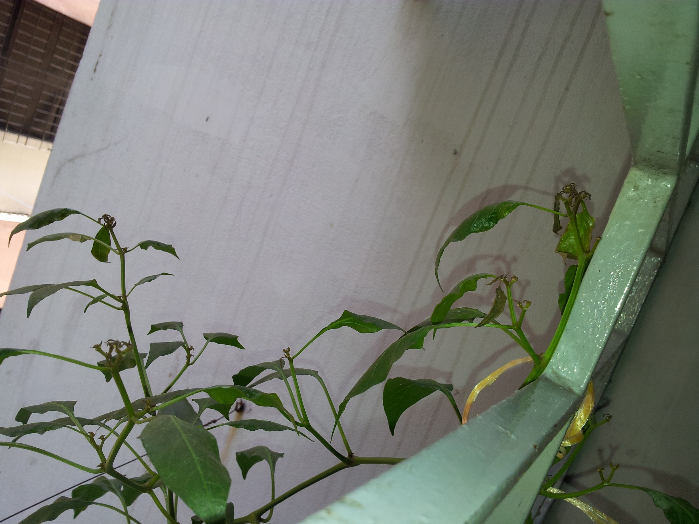 Chilli Pepper | New leaves on chilli plant becoming dark brown and deformed