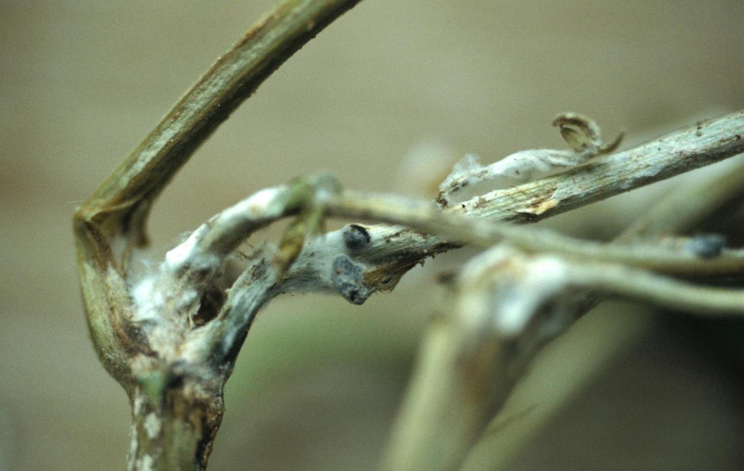 Chilli Pepper | White powder on chilli plants